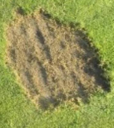 Reminder: This is the best way to take divots on the driving range