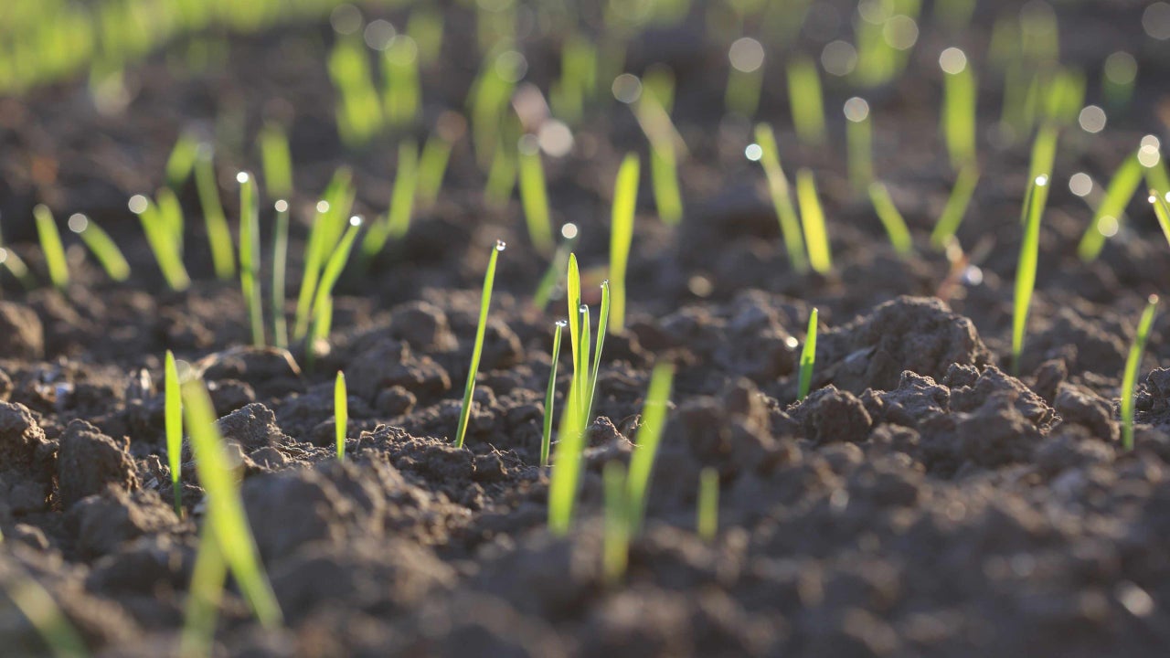 The best time to plant new grass, according to golf-course superintendents