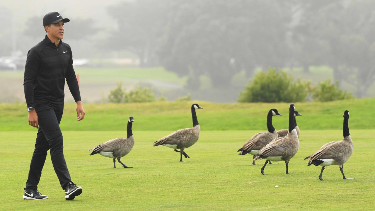 Meet the geese-policing pups that are trained to clean up golf courses