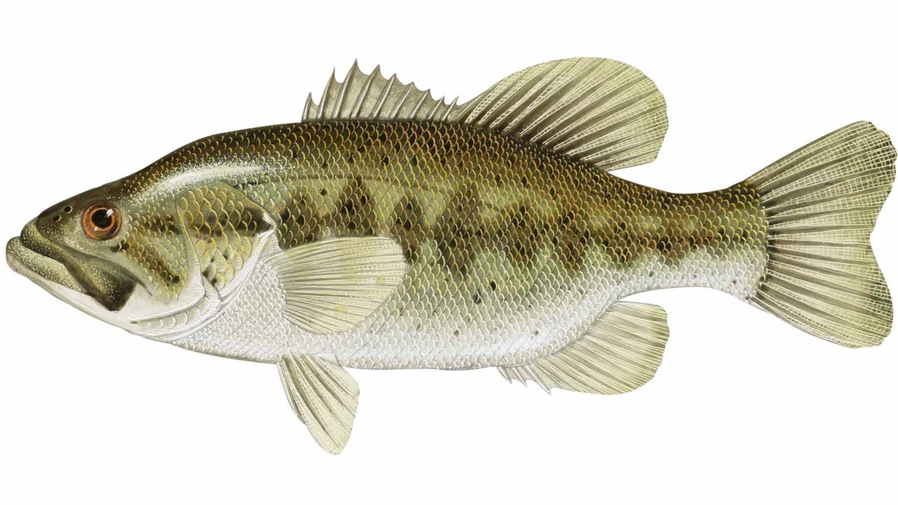 The secret monsters that lurk in Augusta National's creeks and ponds
