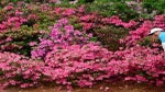 The secret to growing Augusta National-grade azaleas