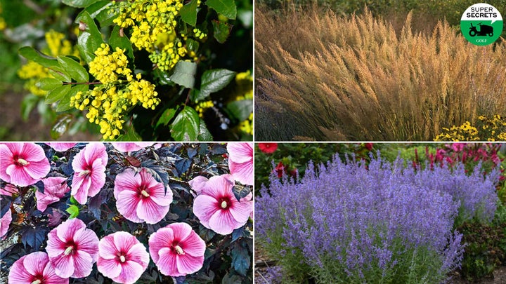 12 garden-boosting plants that require amazingly little upkeep