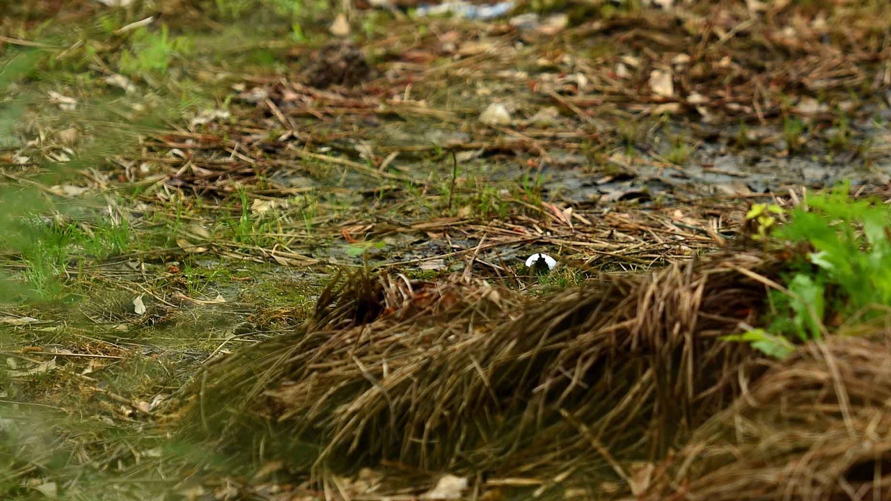 Can you take embedded-ball relief on the bank of an unmarked lake?