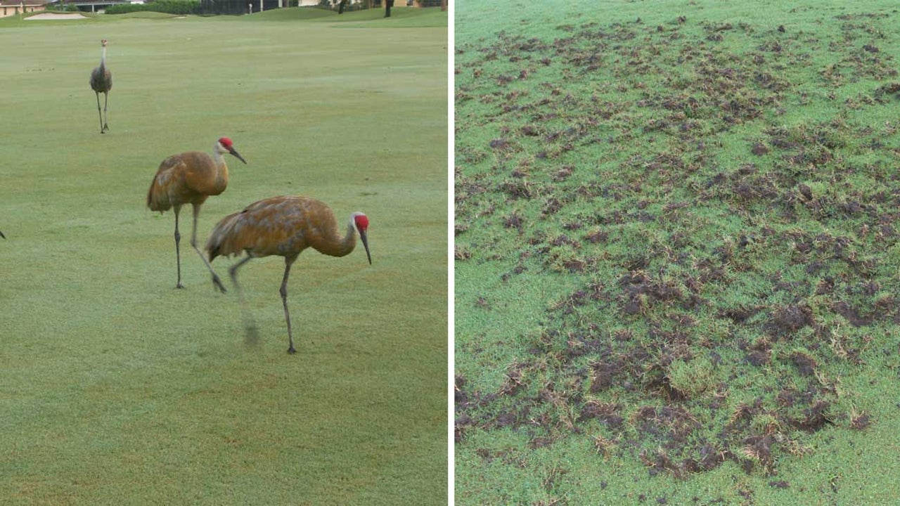 5 bizarre golf-course problems superintendents have had to solve