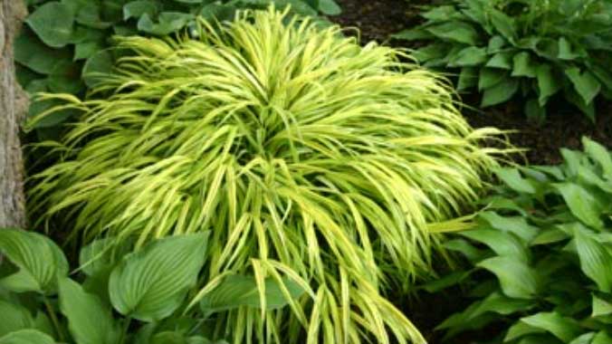 4 eye-catching grass types that will make your yard really pop