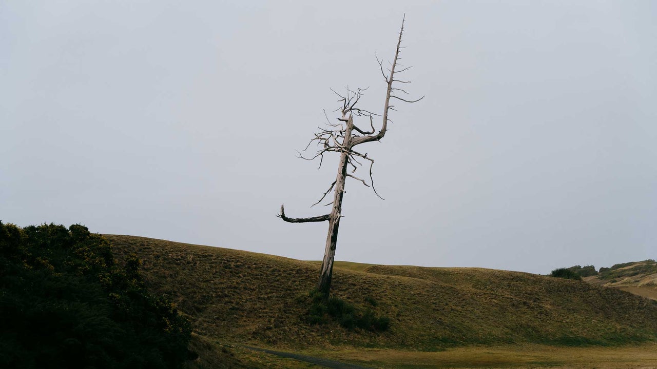 Bandon Dunes stabilizes famous ghost tree after storm - Golf