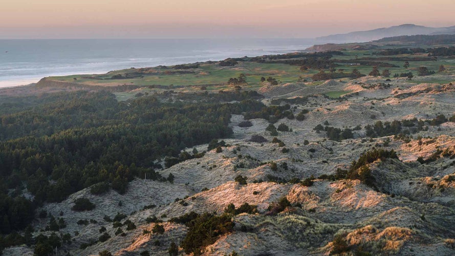 Bandon Dunes stabilizes famous ghost tree after storm - Golf