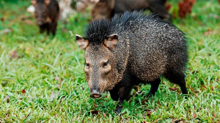 This shocking golf-course damage went viral. But there's more to the story
