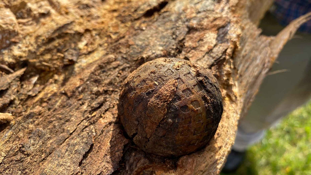 At historic golf course, split-open tree reveals stunning find
